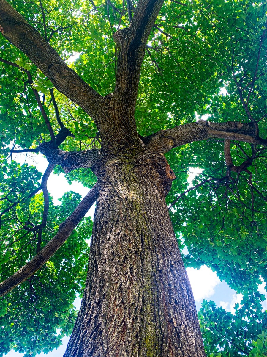 Peace. – catforsley.com